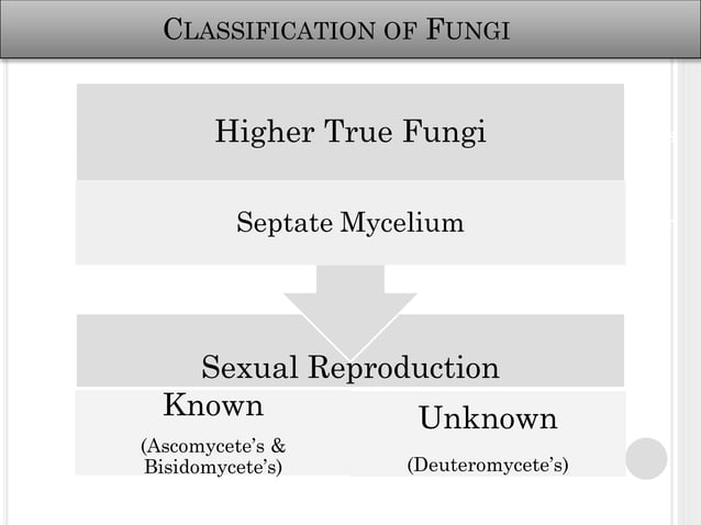 Morphology, Classification, Cultivation and Reproduction of Fungi | PDF ...