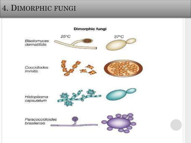 Morphology, Classification, Cultivation and Reproduction of Fungi | PDF ...