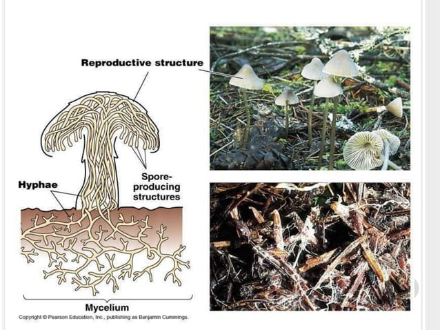 Morphology, Classification, Cultivation and Reproduction of Fungi | PDF ...