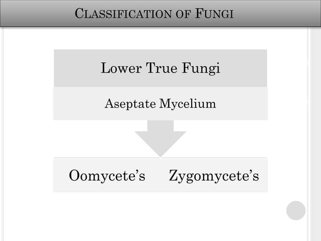 Morphology, Classification, Cultivation and Reproduction of Fungi | PDF ...