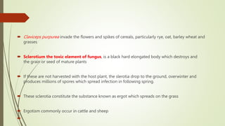 Unit_III-_Lecture_3._Ergotoxins.pptx