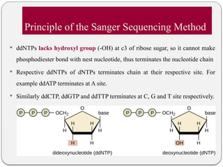 Unit III -rDNA -DNA sequencing methods.pptx