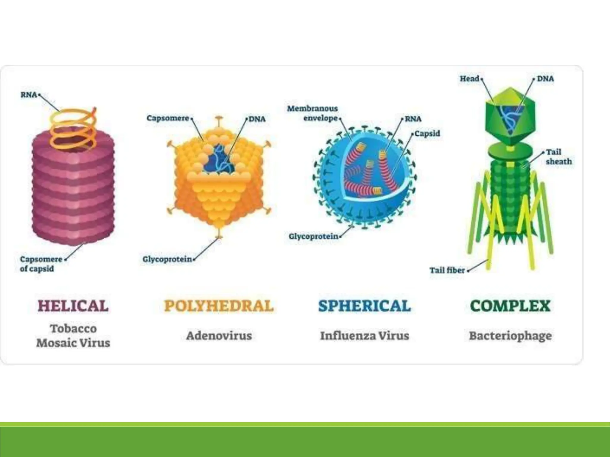 morphology of virus and classification.. | PPTX