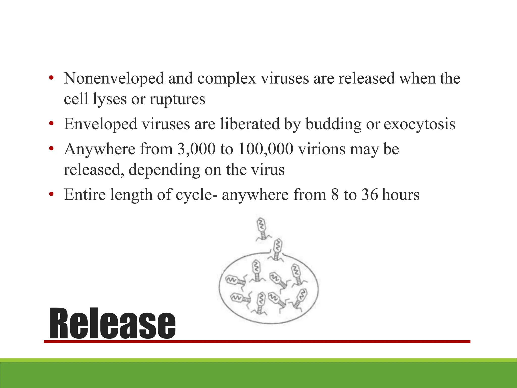 morphology of virus and classification.. | PPTX