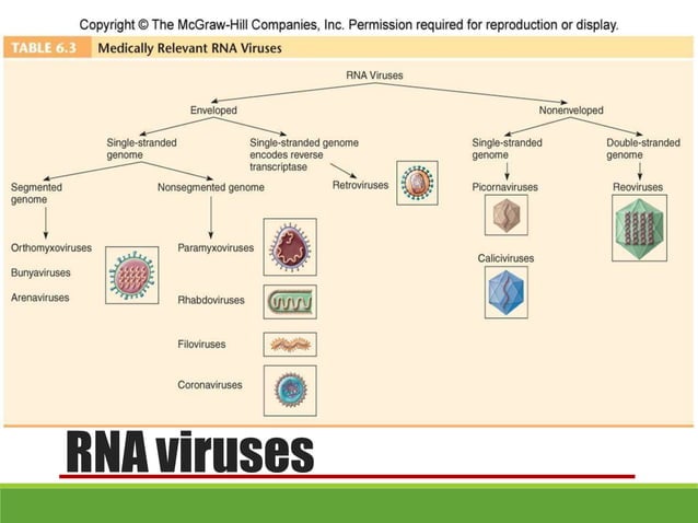 morphology of virus and classification.. | PPTX