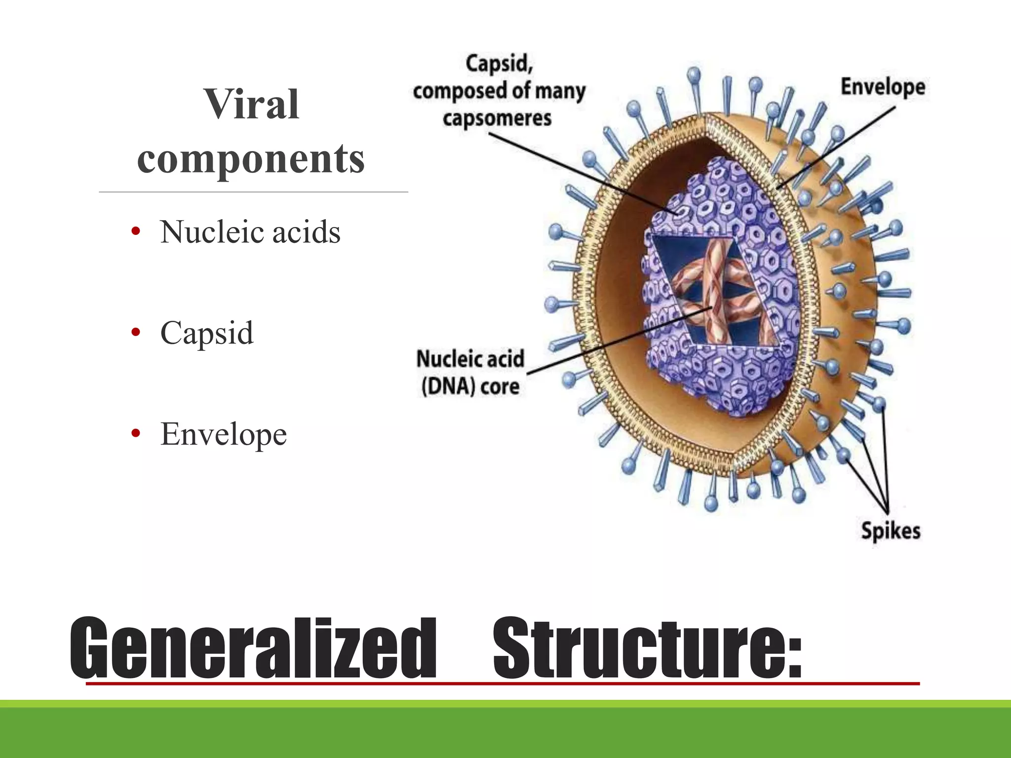 Morphology, Classification, Cultivation and Replication of Virus | PPTX