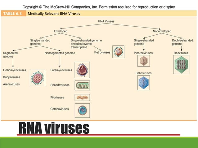 Morphology, Classification, Cultivation and Replication of Virus | PPTX ...