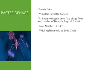 Morphology, Classification, Cultivation and Replication of Virus | PPTX