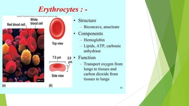 Unit III Body Fluids and Blood.pptx | Biological Sciences | Science