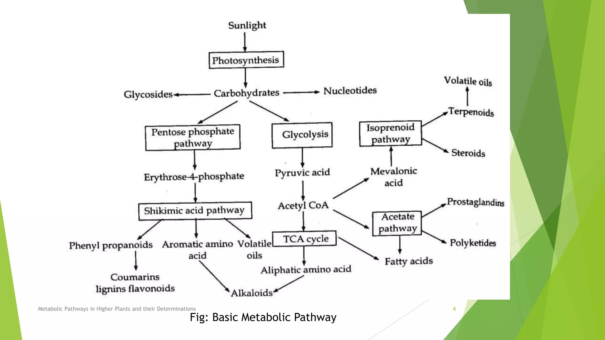 Metabolic Pathways in Higher Plants and their Metabolism | PPTX