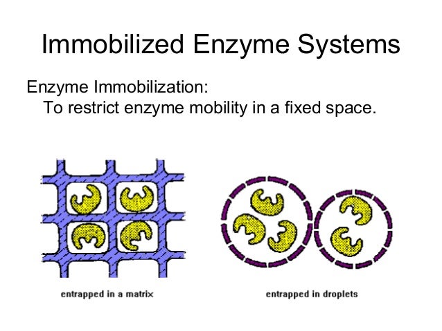 Unit ii immobilization_of_enzyme