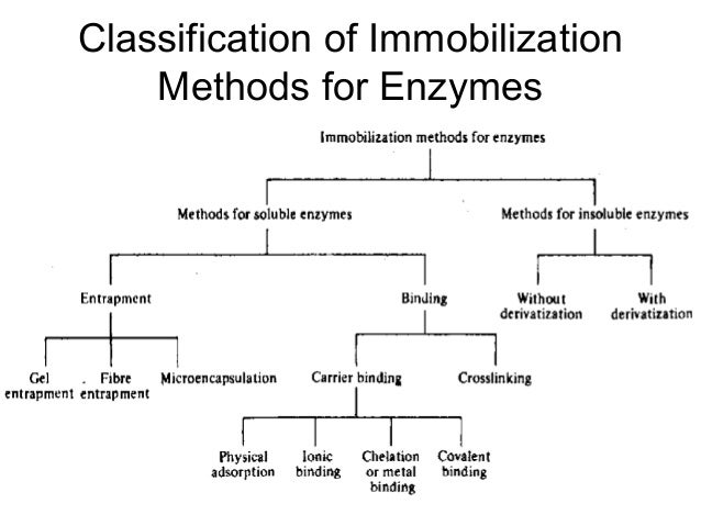 Unit ii immobilization_of_enzyme