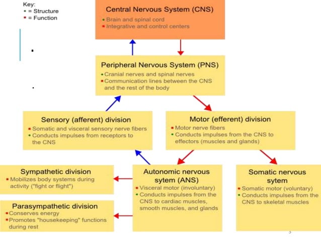 UNIT III Neurological Nursing.ppt