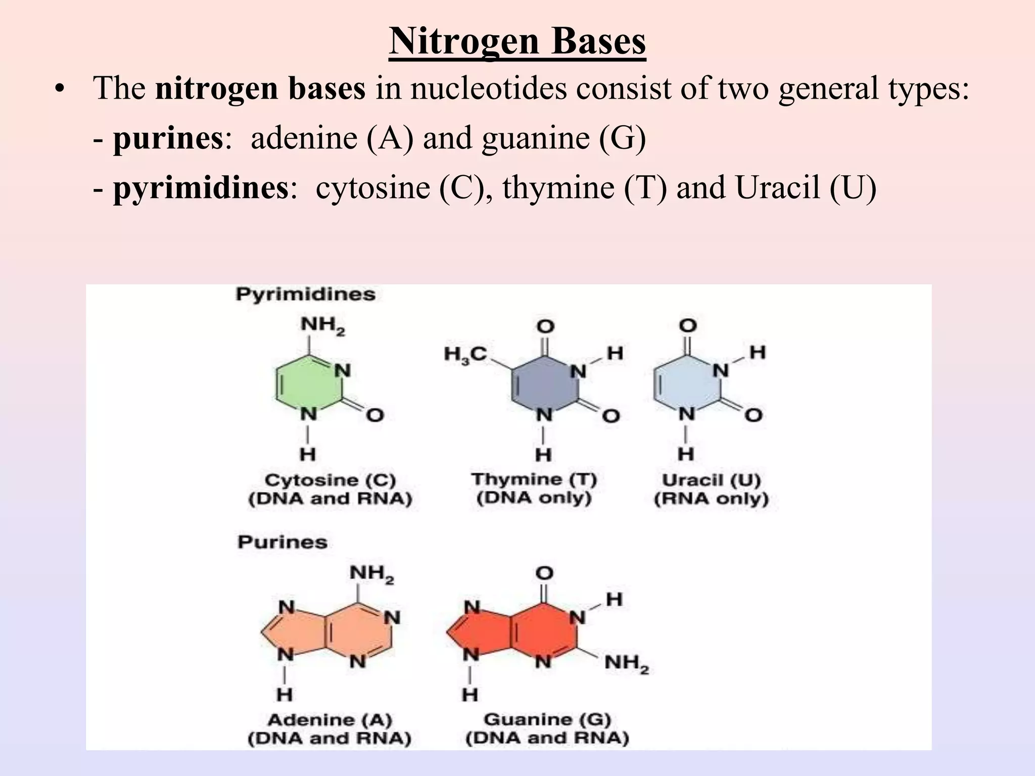 Unit III (Nucleic acid and genetic code).ppt