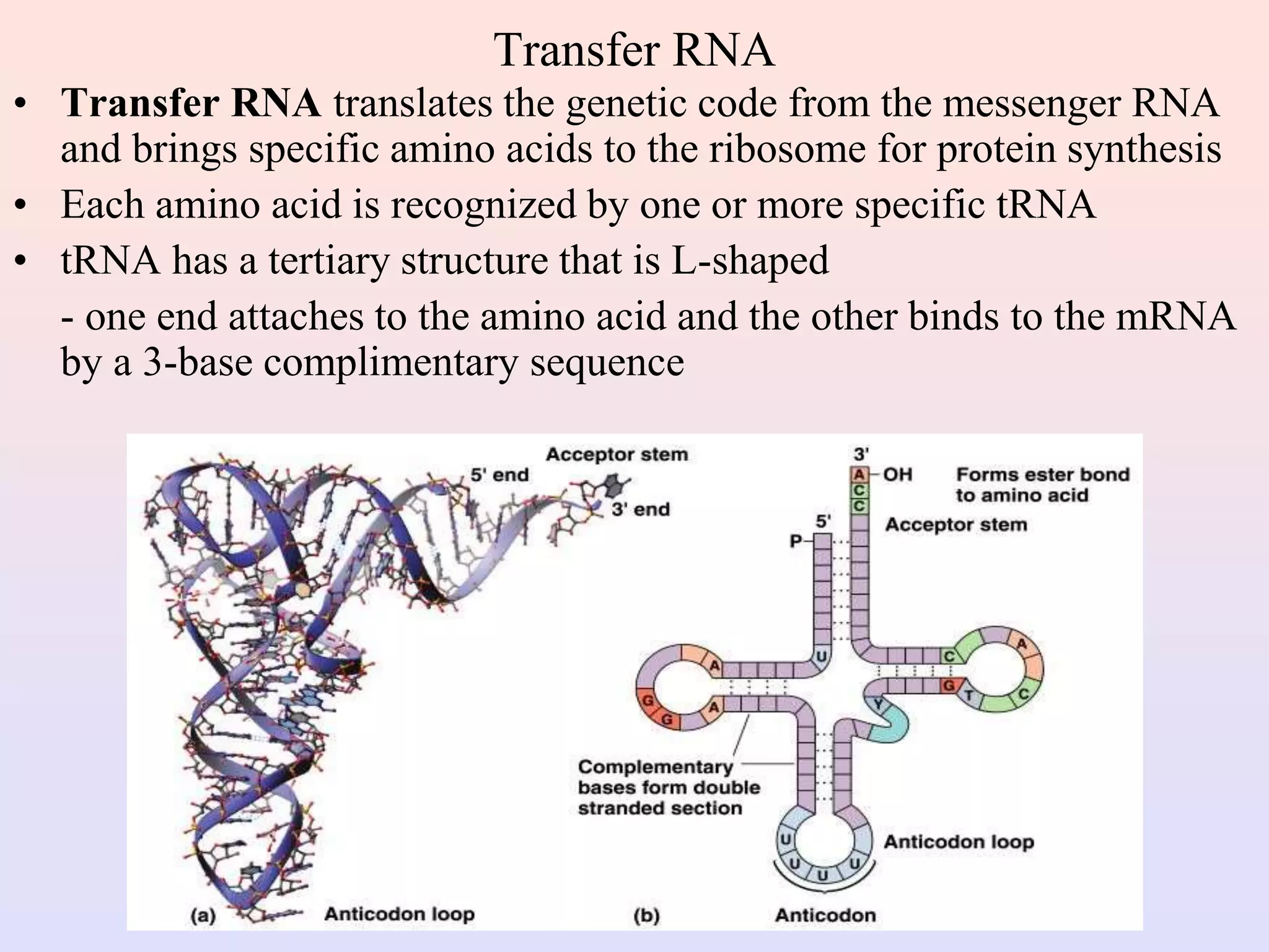 Unit III (Nucleic acid and genetic code).ppt
