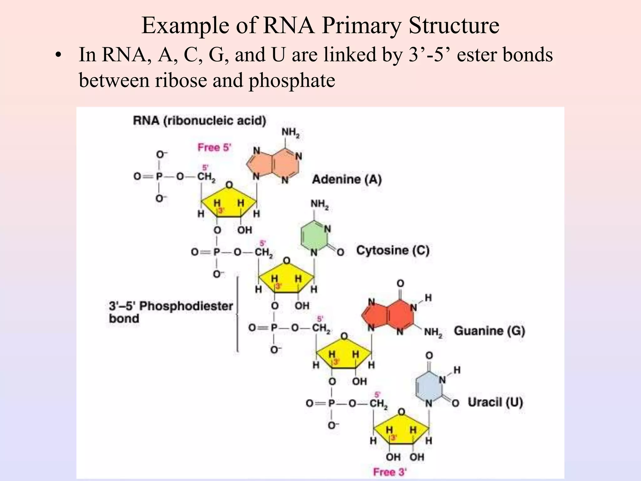 Unit III (Nucleic acid and genetic code).ppt
