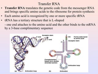 Unit III (Nucleic acid and genetic code).ppt