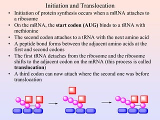 Unit III (Nucleic acid and genetic code).ppt