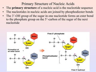 Unit III (Nucleic acid and genetic code).ppt