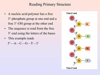 Unit III (Nucleic acid and genetic code).ppt