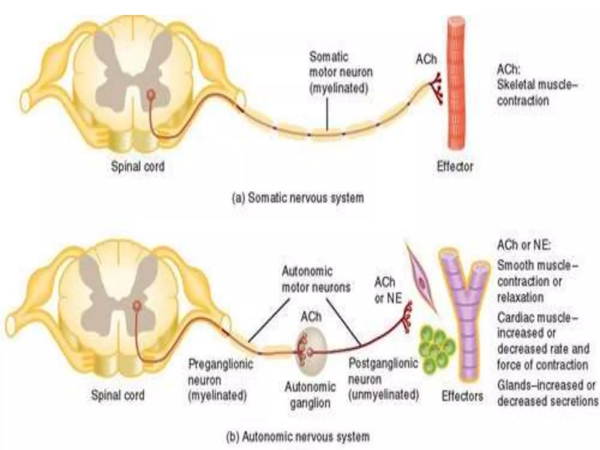 ORGANSATION & FUNCTIONS OF ANS | PPTX