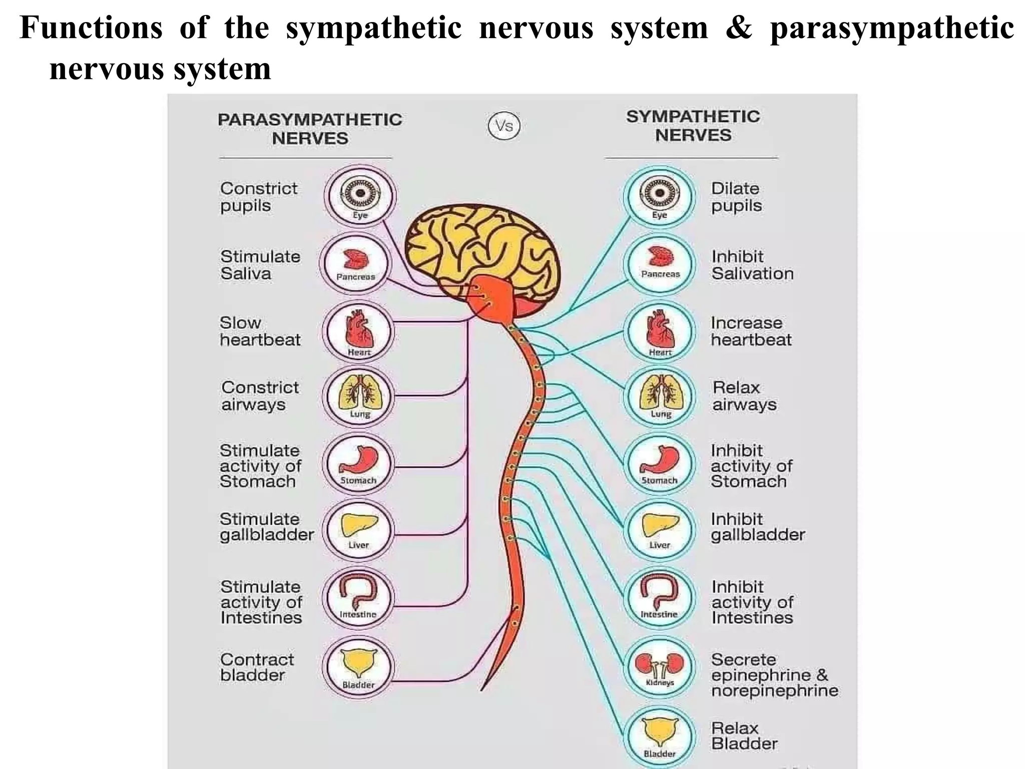 ORGANSATION & FUNCTIONS OF ANS | PPTX