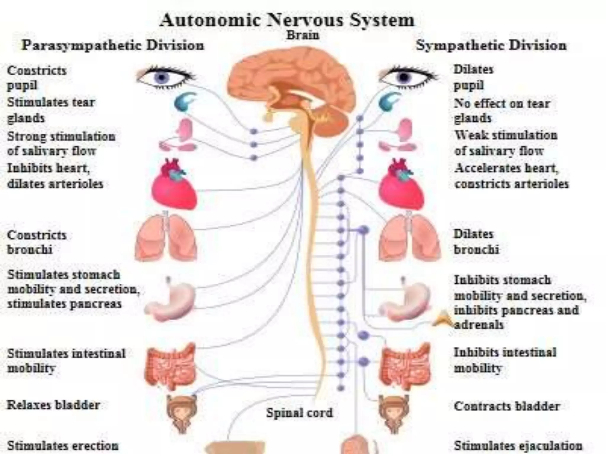 ORGANSATION & FUNCTIONS OF ANS | PPTX