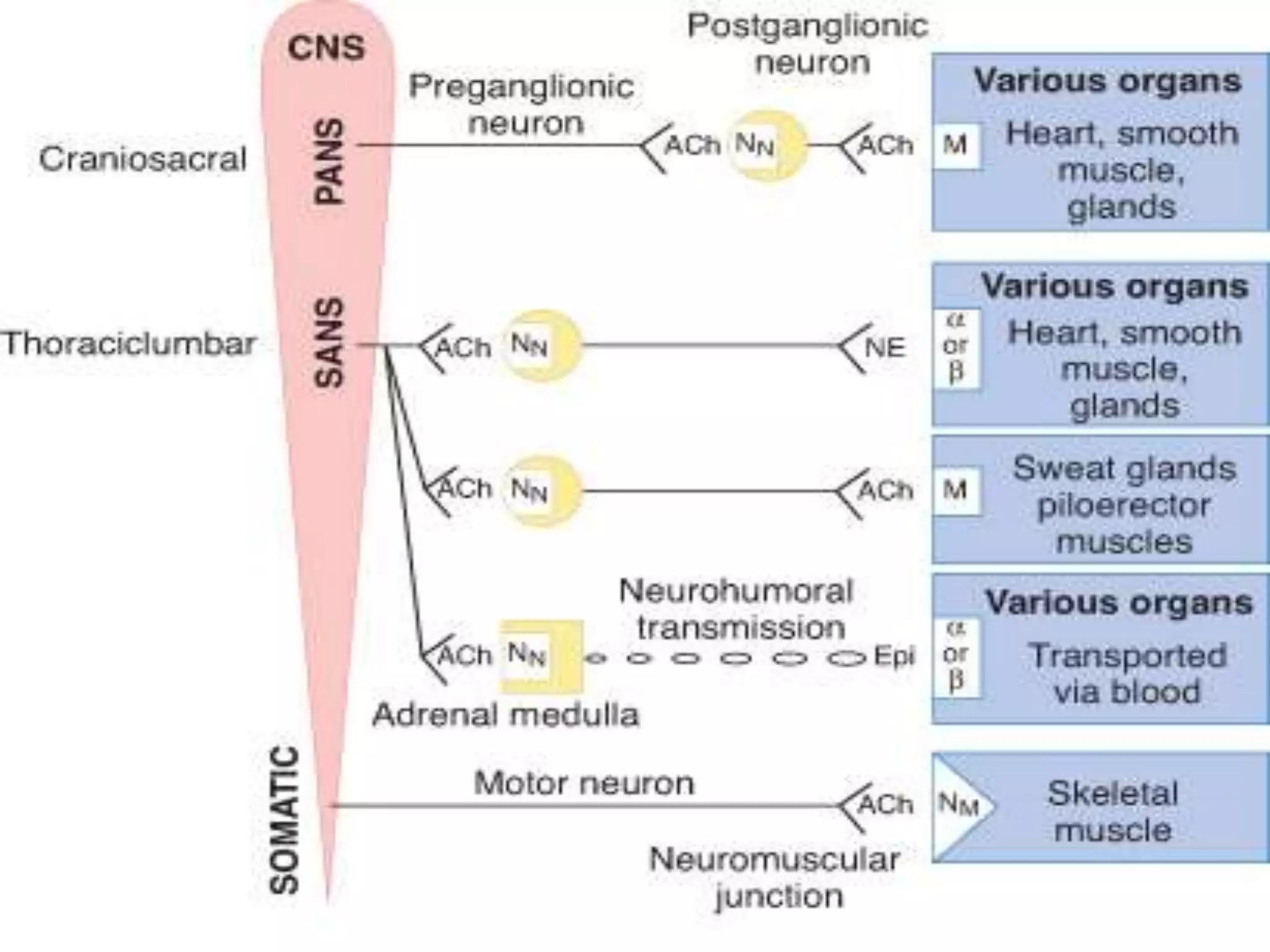 ORGANSATION & FUNCTIONS OF ANS | PPTX