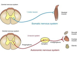 ORGANSATION & FUNCTIONS OF ANS | PPTX