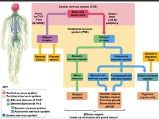 ORGANSATION & FUNCTIONS OF ANS | PPTX