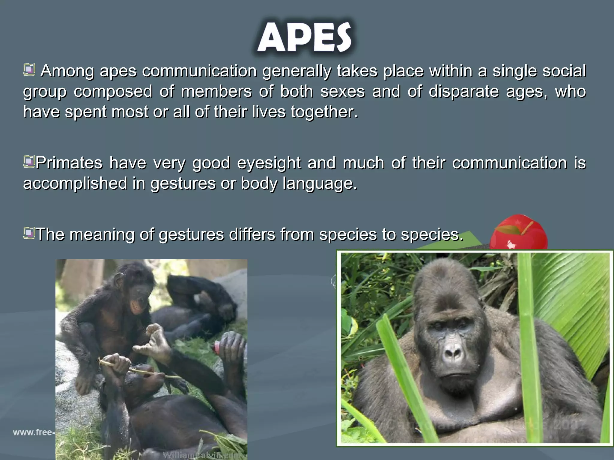 Human Language vs Animal Communication | PPT