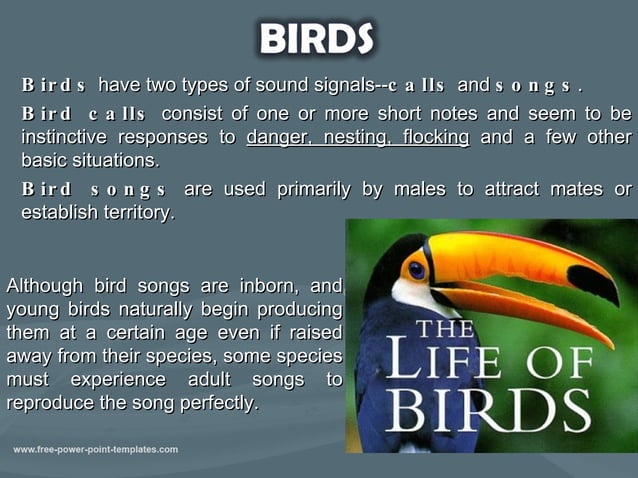 Human Language vs Animal Communication | PPT