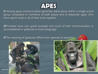 Human Language vs Animal Communication | PPT