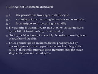 UNIT II LIFE CYCLE OF LEISHMANIA BIOL 307 (2).pptx