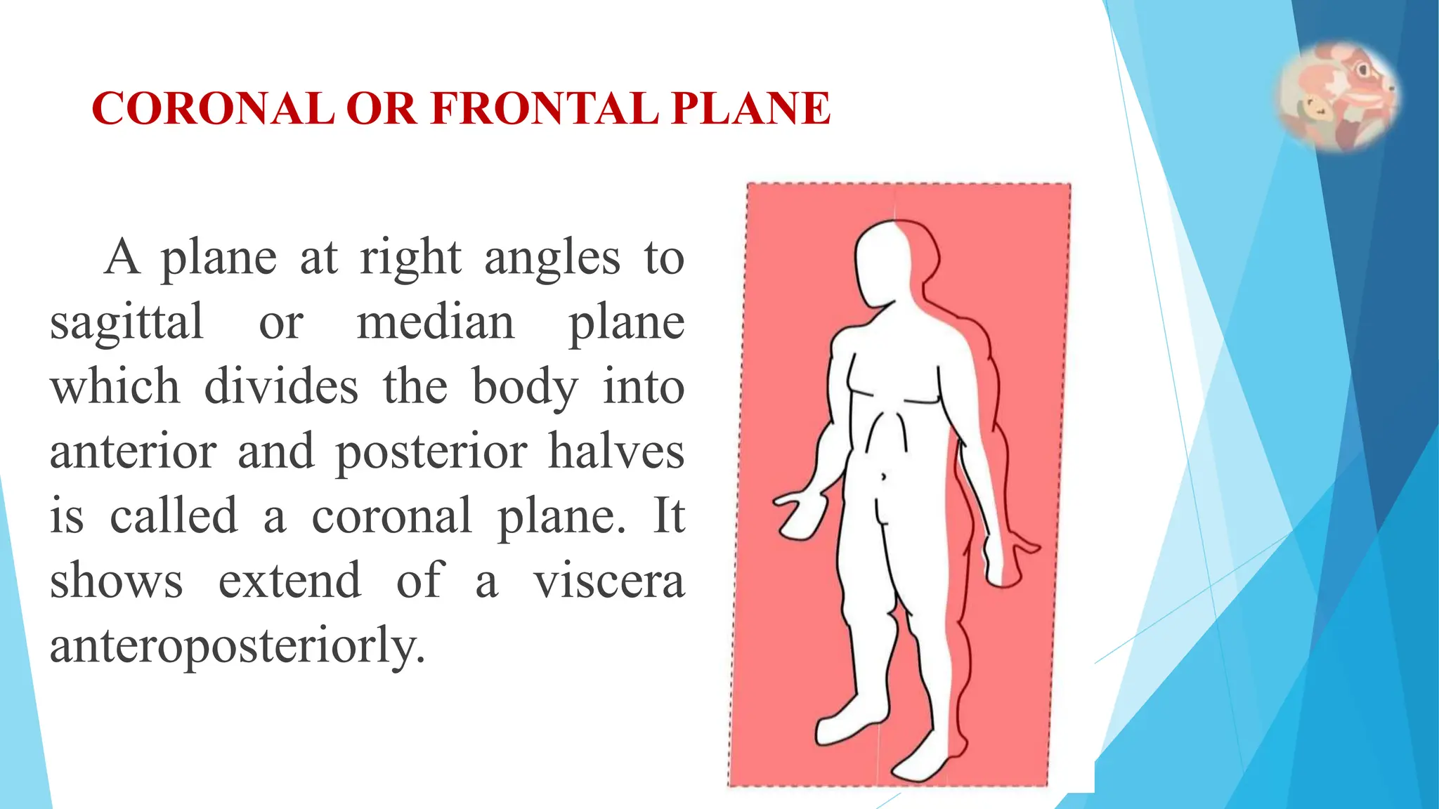 Unit I Introduction To Anatomical Terms And Organization Of The Human ...