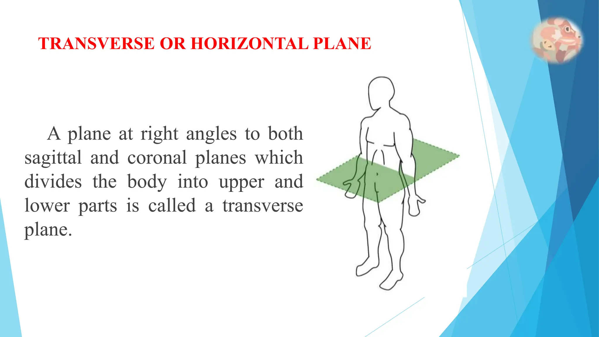 Unit I Introduction To Anatomical Terms And Organization Of The Human ...