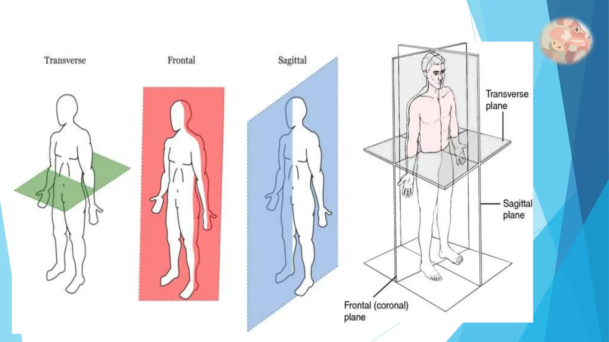 Unit I Introduction To Anatomical Terms And Organization Of The Human ...