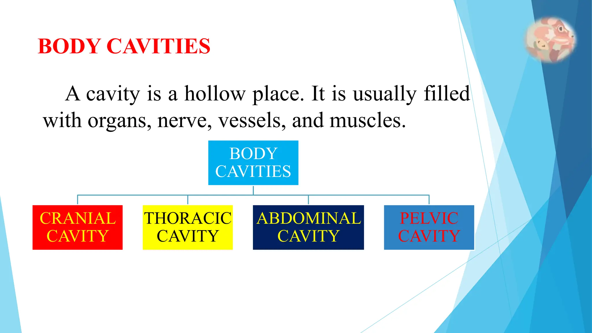 Unit I Introduction To Anatomical Terms And Organization Of The Human ...