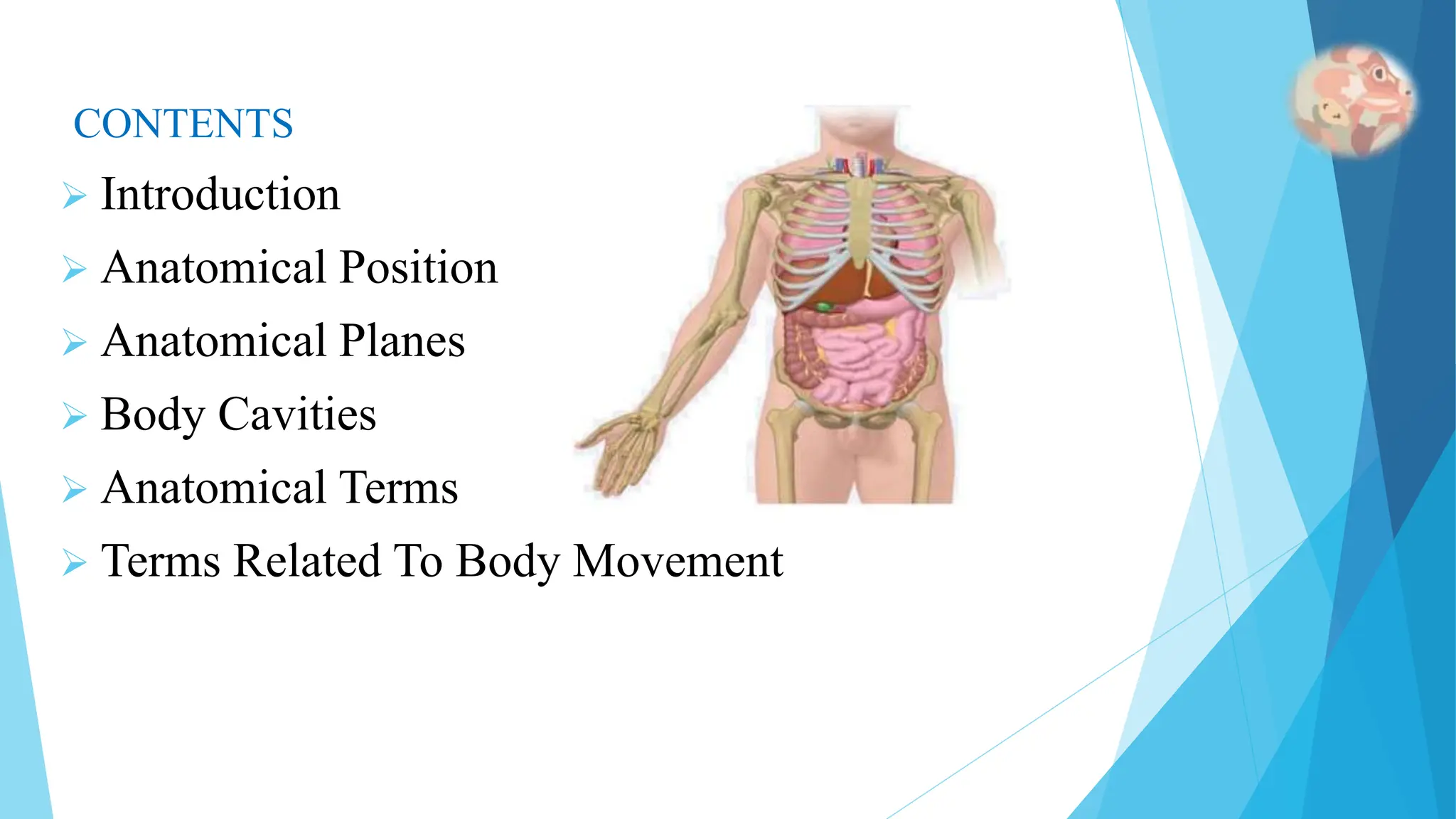 Unit I Introduction To Anatomical Terms And Organization Of The Human ...