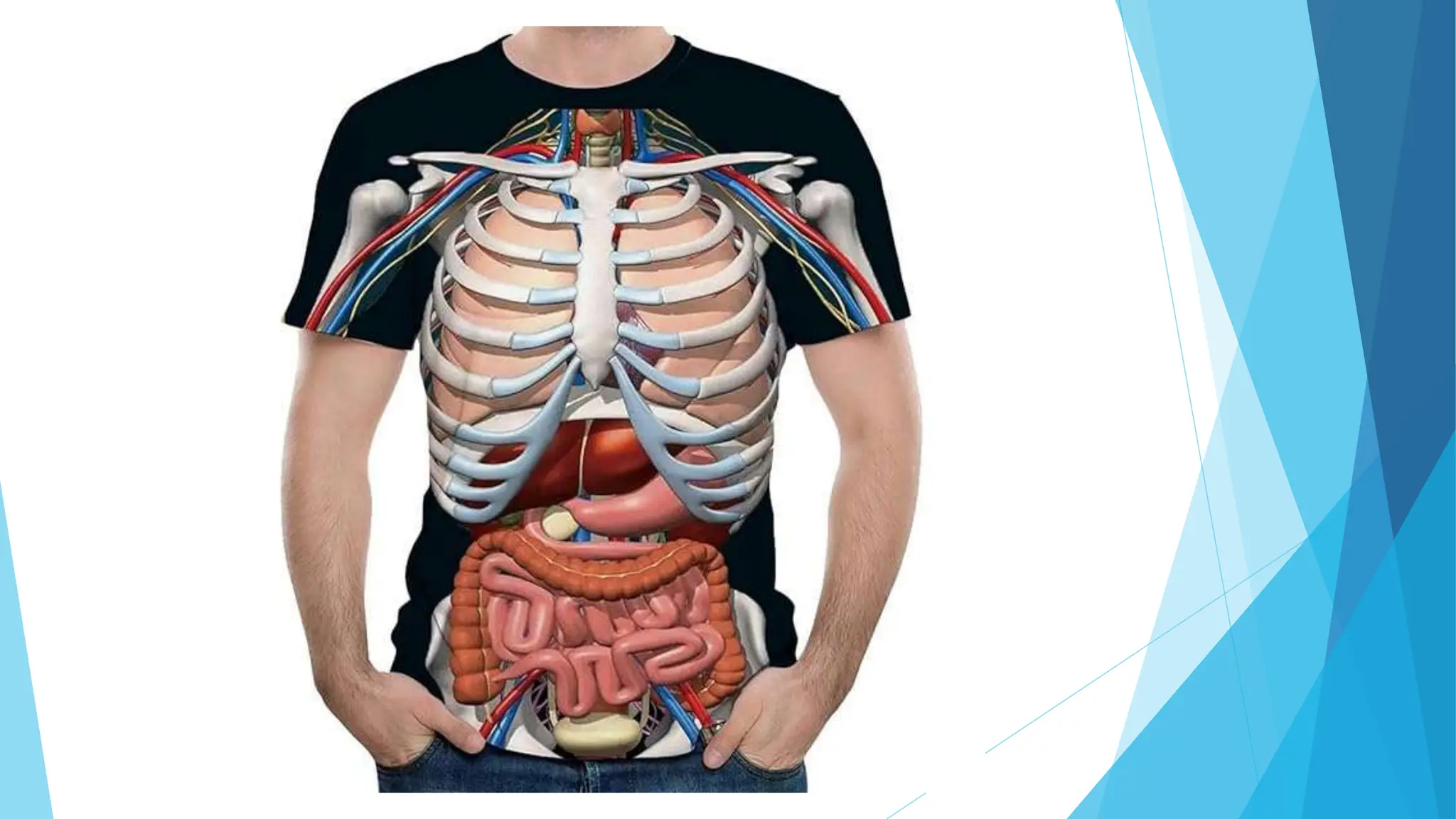 Unit I Introduction To Anatomical Terms And Organization Of The Human ...