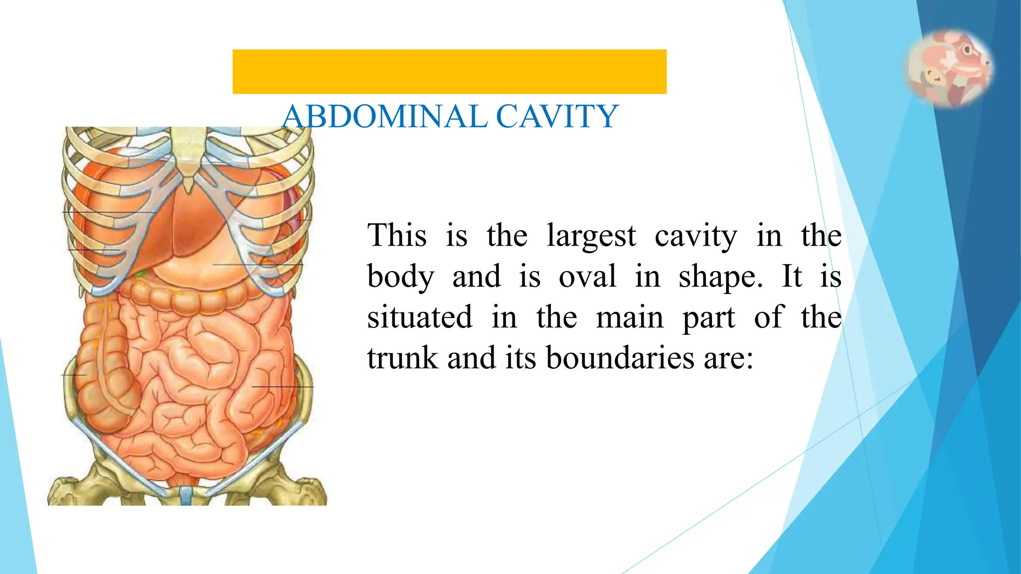 Unit I Introduction To Anatomical Terms And Organization Of The Human ...