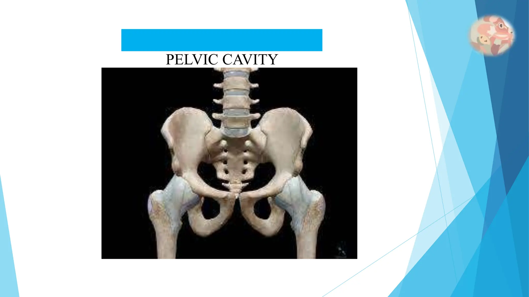 Unit I Introduction To Anatomical Terms And Organization Of The Human ...