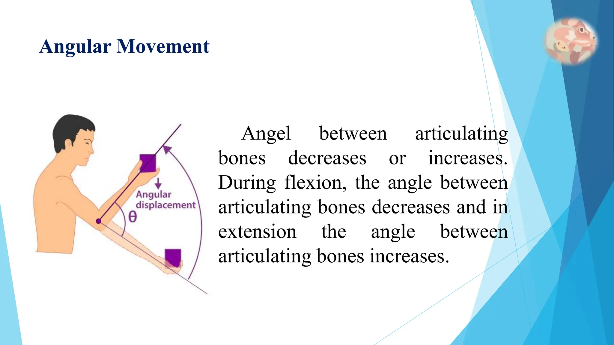 Unit I Introduction To Anatomical Terms And Organization Of The Human ...