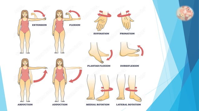 Unit I Introduction To Anatomical Terms And Organization Of The Human ...