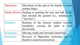 Unit I Introduction To Anatomical Terms And Organization Of The Human ...