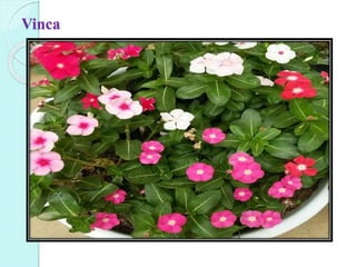Pharmacognosy II as per PCI syllabus | PPTX