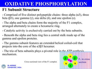 Metabolism-Electron Transport Chain and Oxidative Phosphorylation.pptx