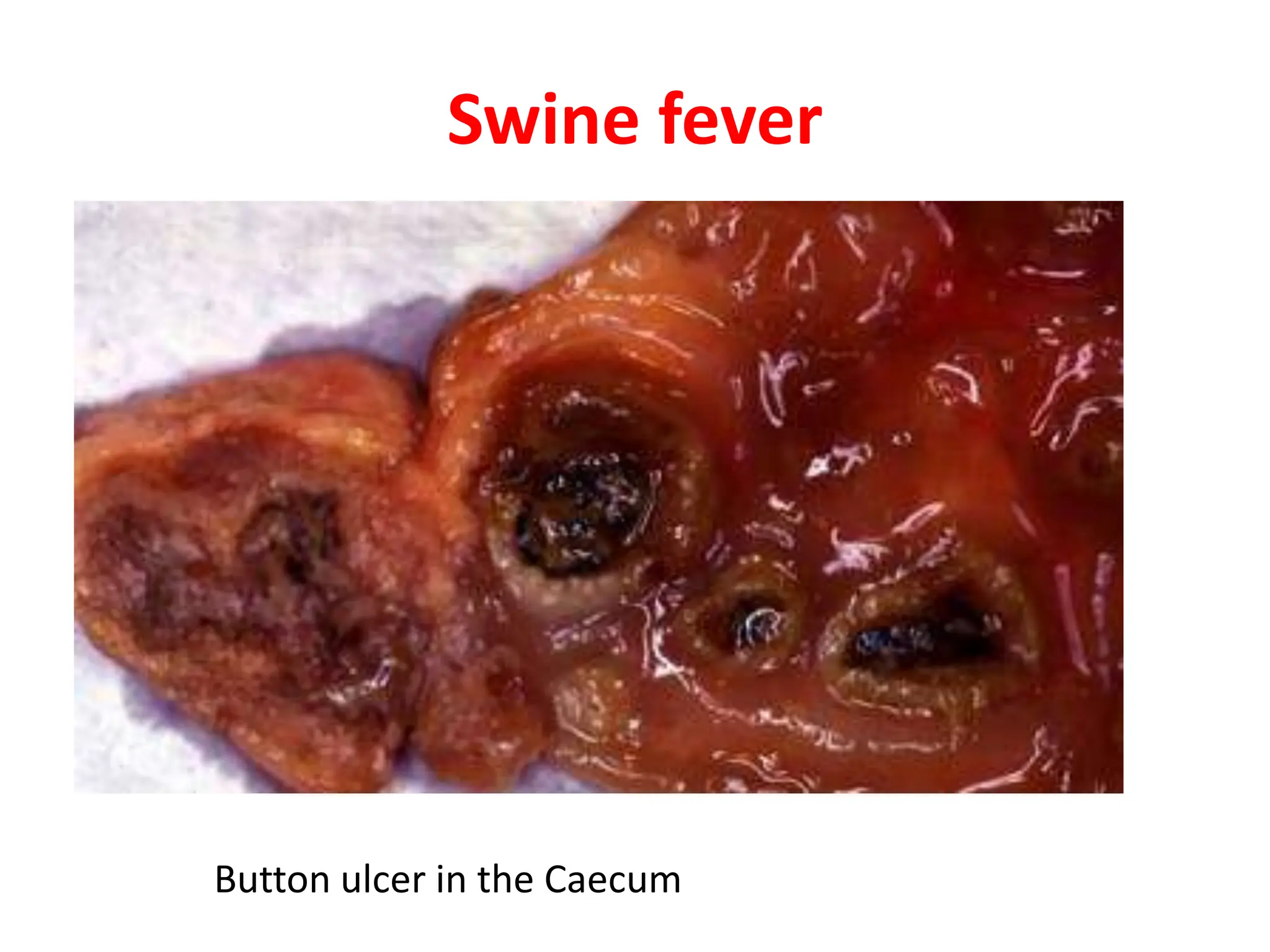 Pathology transparency slides histo pathology.pptx