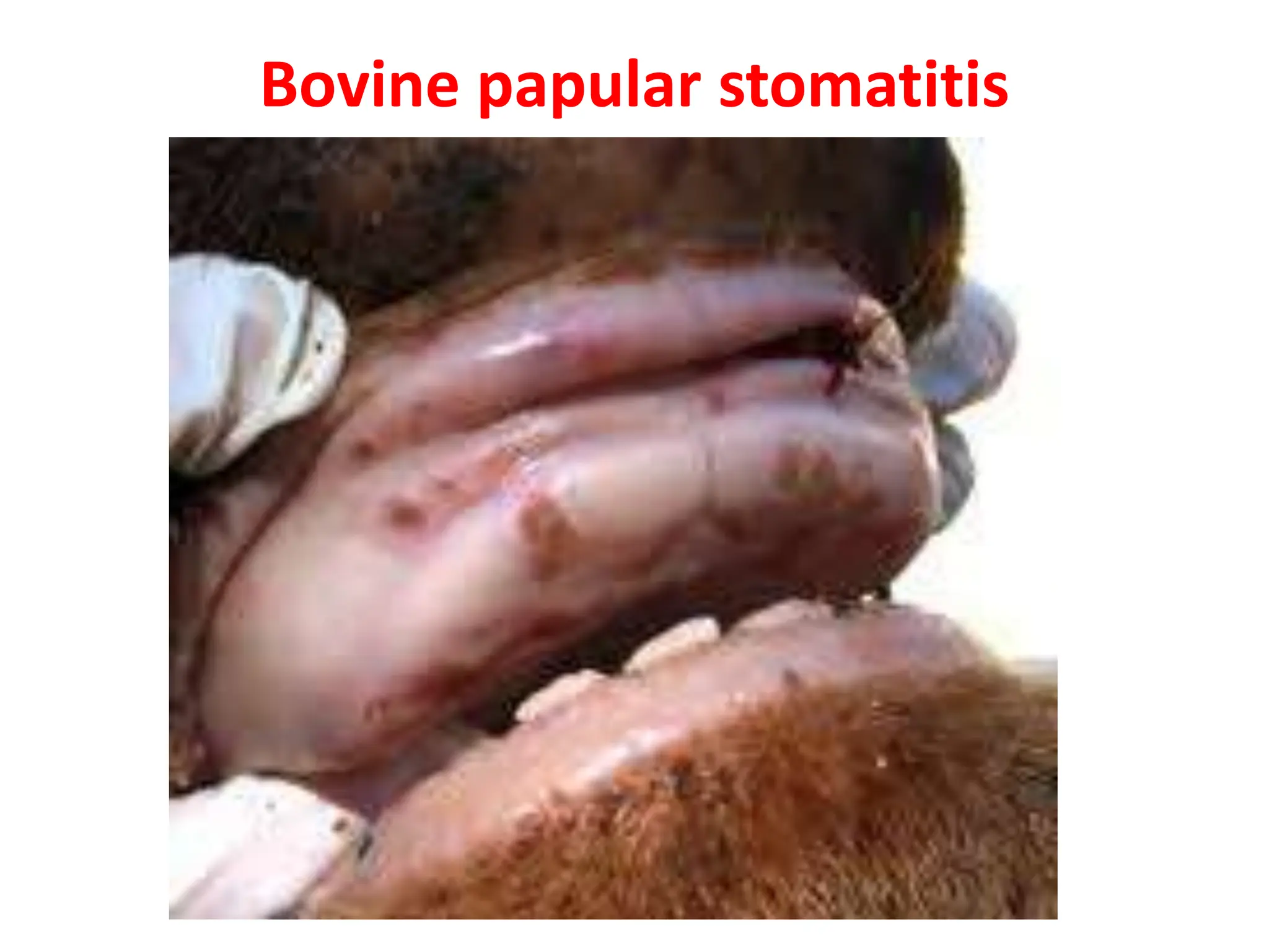 Pathology transparency slides histo pathology.pptx