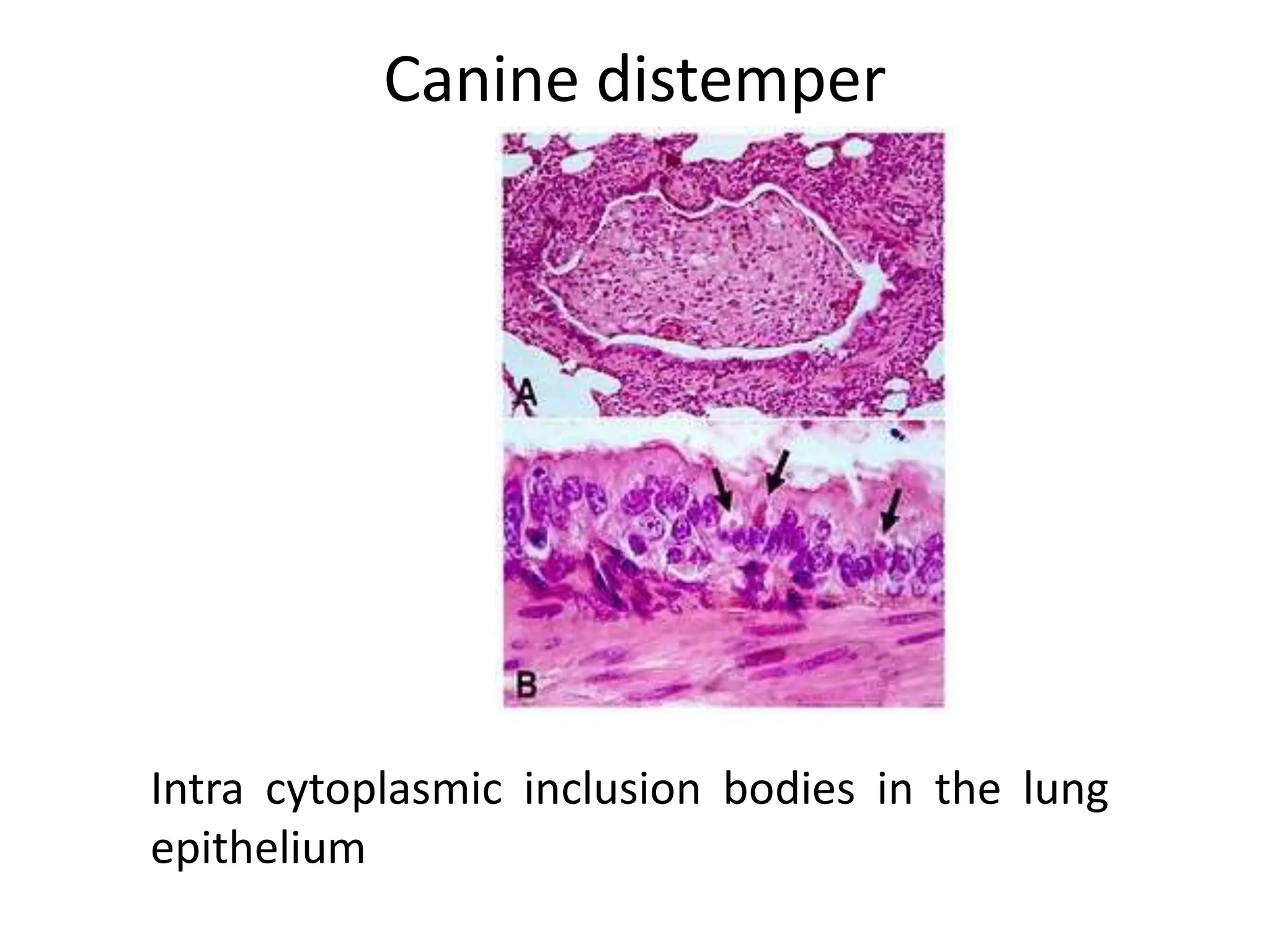 Pathology transparency slides histo pathology.pptx
